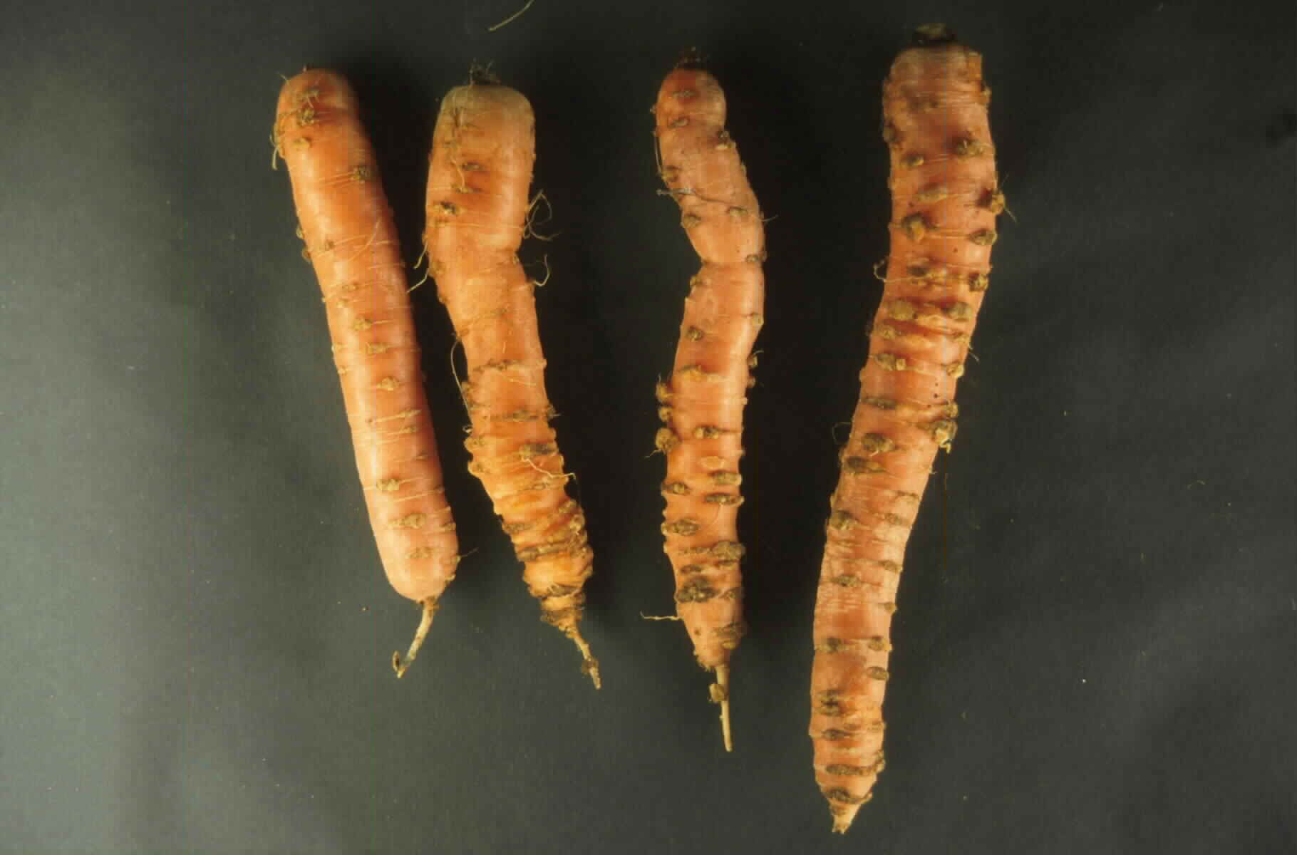 Meloidogyne fallax in peen