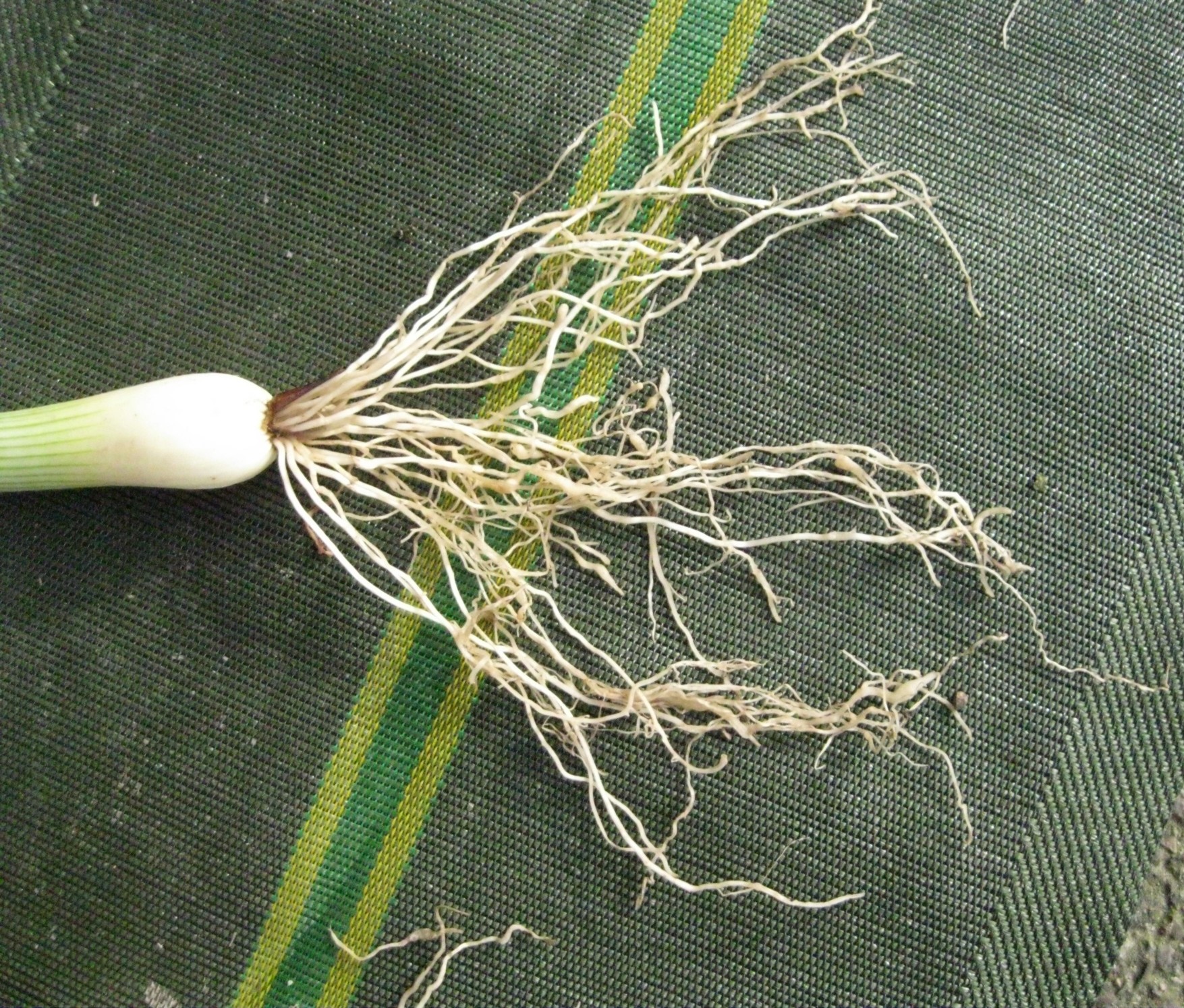 Meloidogyne naasi in ui