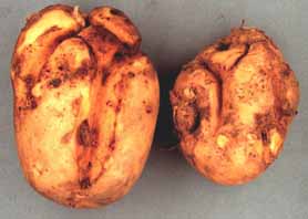 Trichodorus primitivus in aardappel